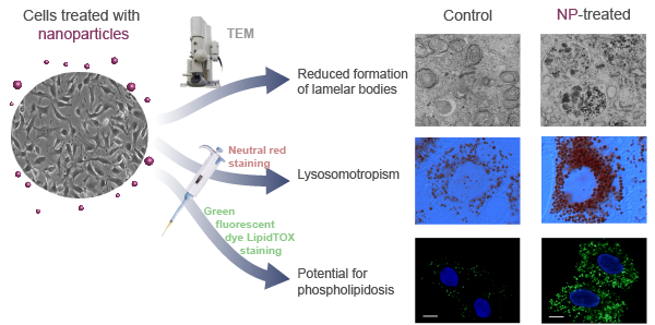 Human nanotoxicology - Bionanoteam – Nanobiology and Nanotoxicology ...