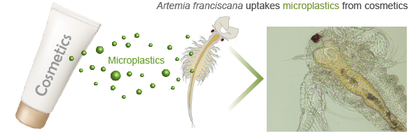 Nano- Micro-plastics - Bionanoteam – Nanobiology and Nanotoxicology ...